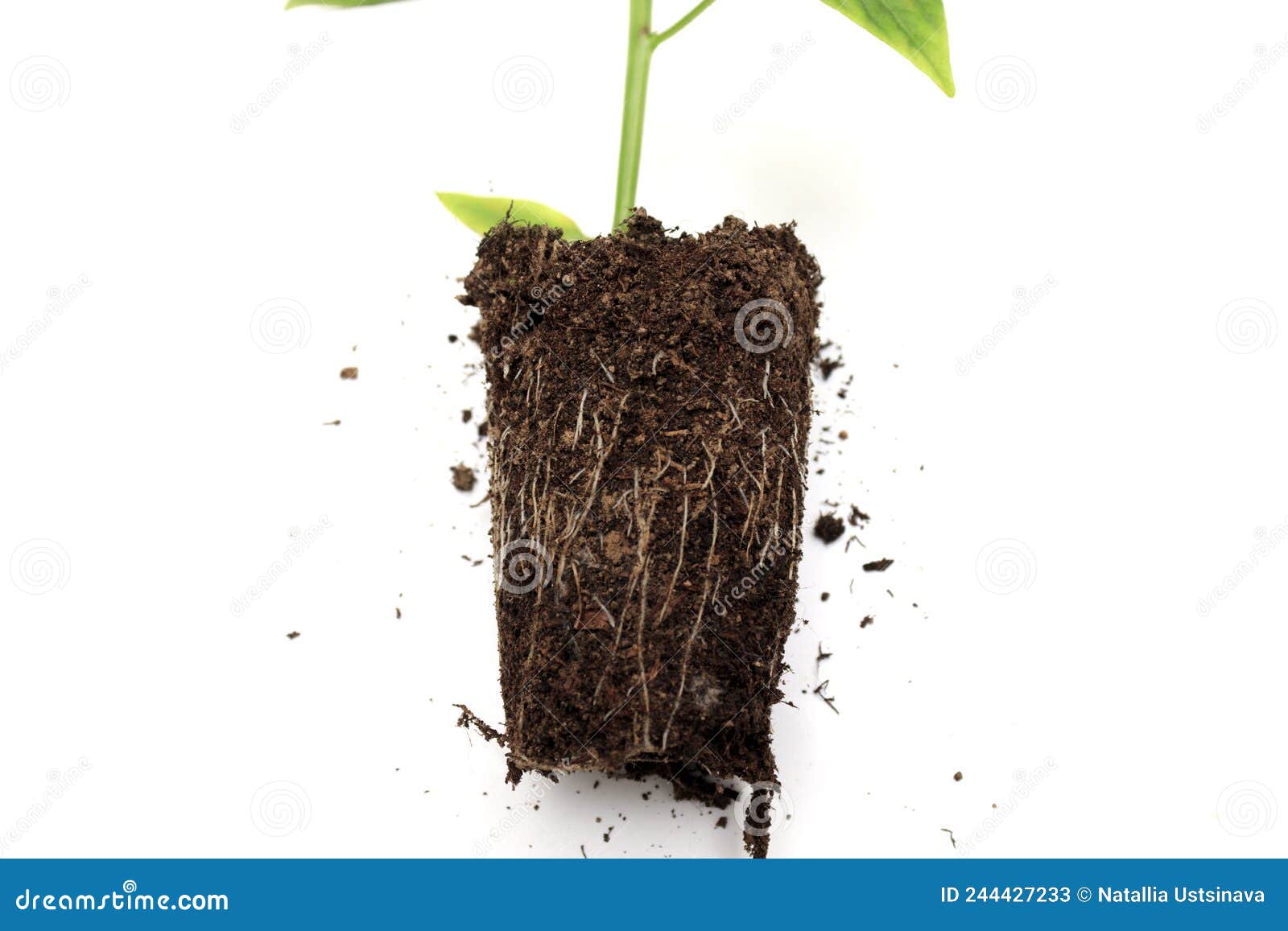 Root System of Pepper Close-up. Healthy Paprika Roots in the Ground ...