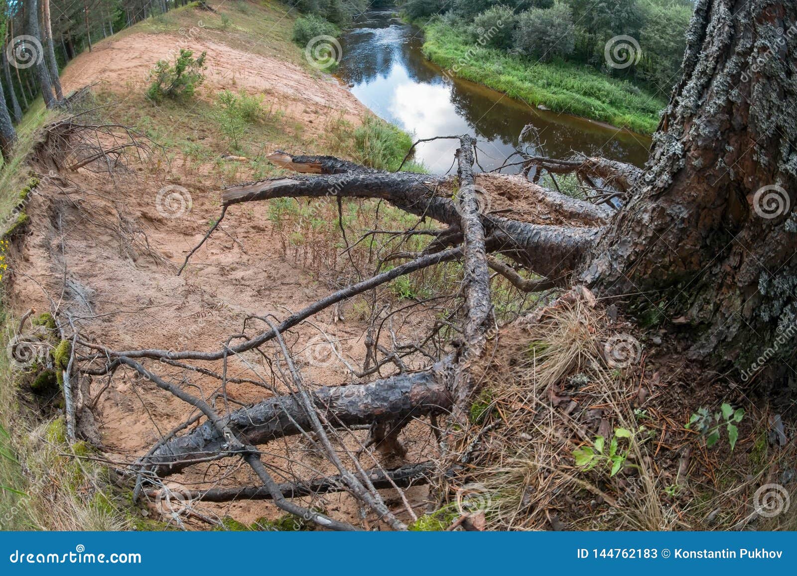 Root System of Pines Growing on a High River Bank Stock Image - Image ...