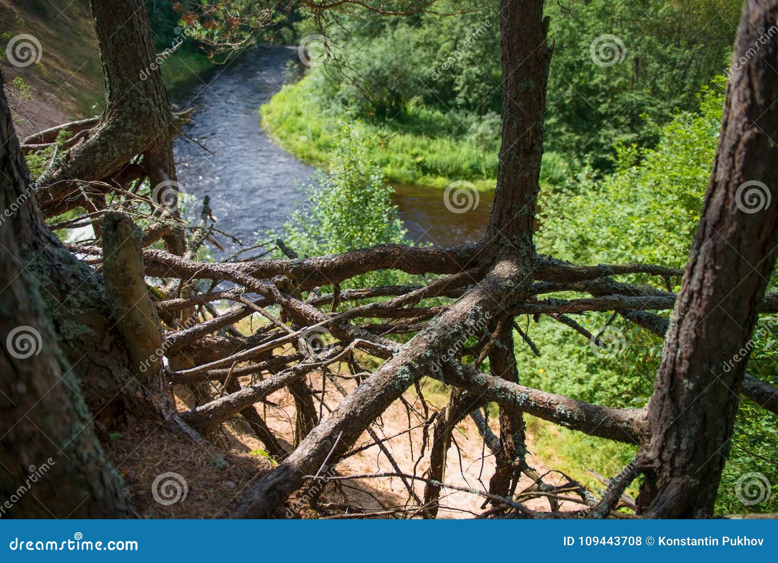 Root system of pines stock photo. Image of river, rock - 109443708