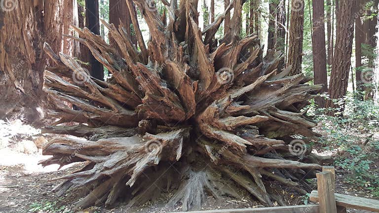 Root system of a Redwood stock image. Image of roots - 57329991