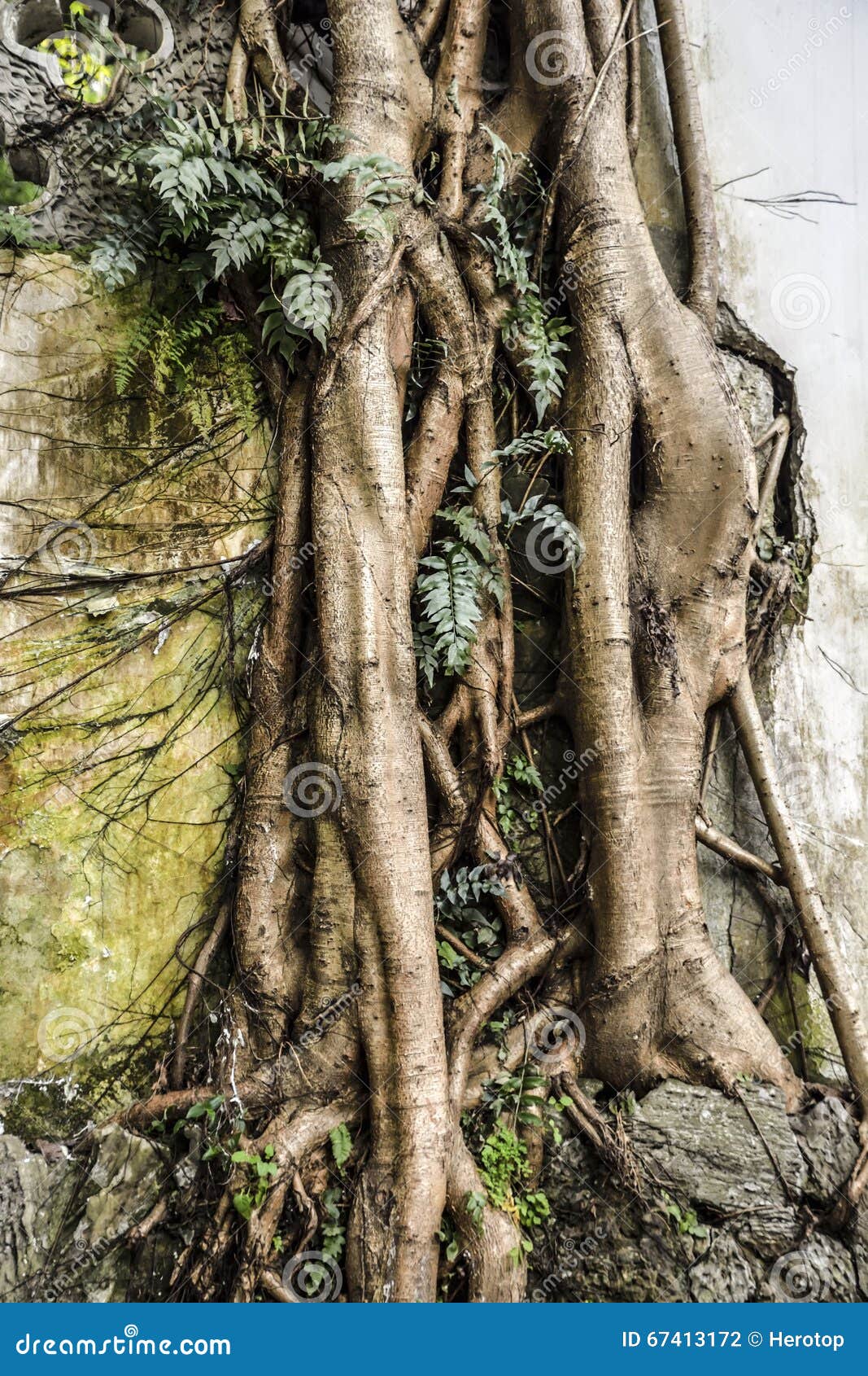 Root system stock photo. Image of life, details, transportation - 67413172