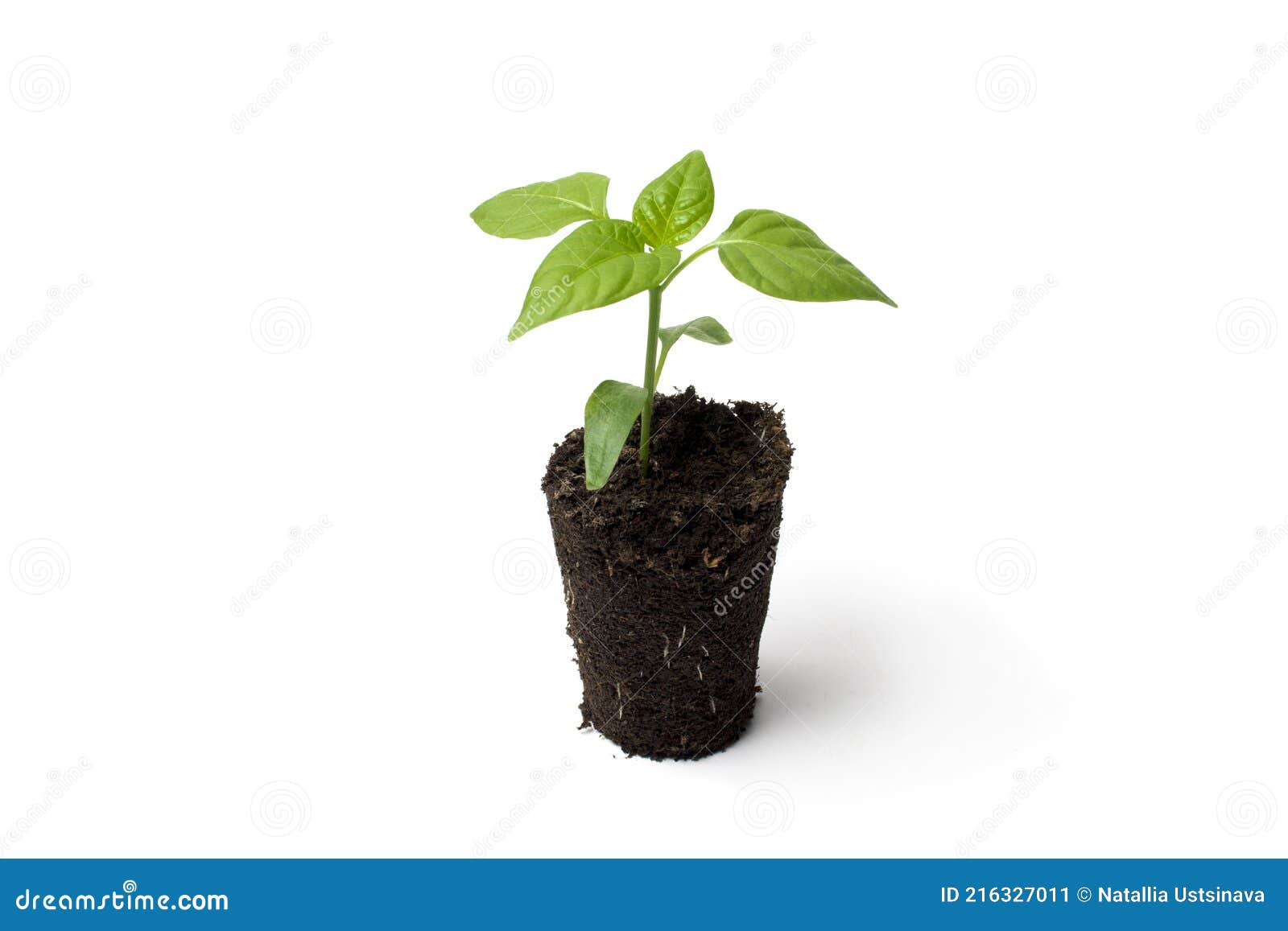 Root System Seedlings Pepper with Peat Close-up. the Concept of Bulging ...