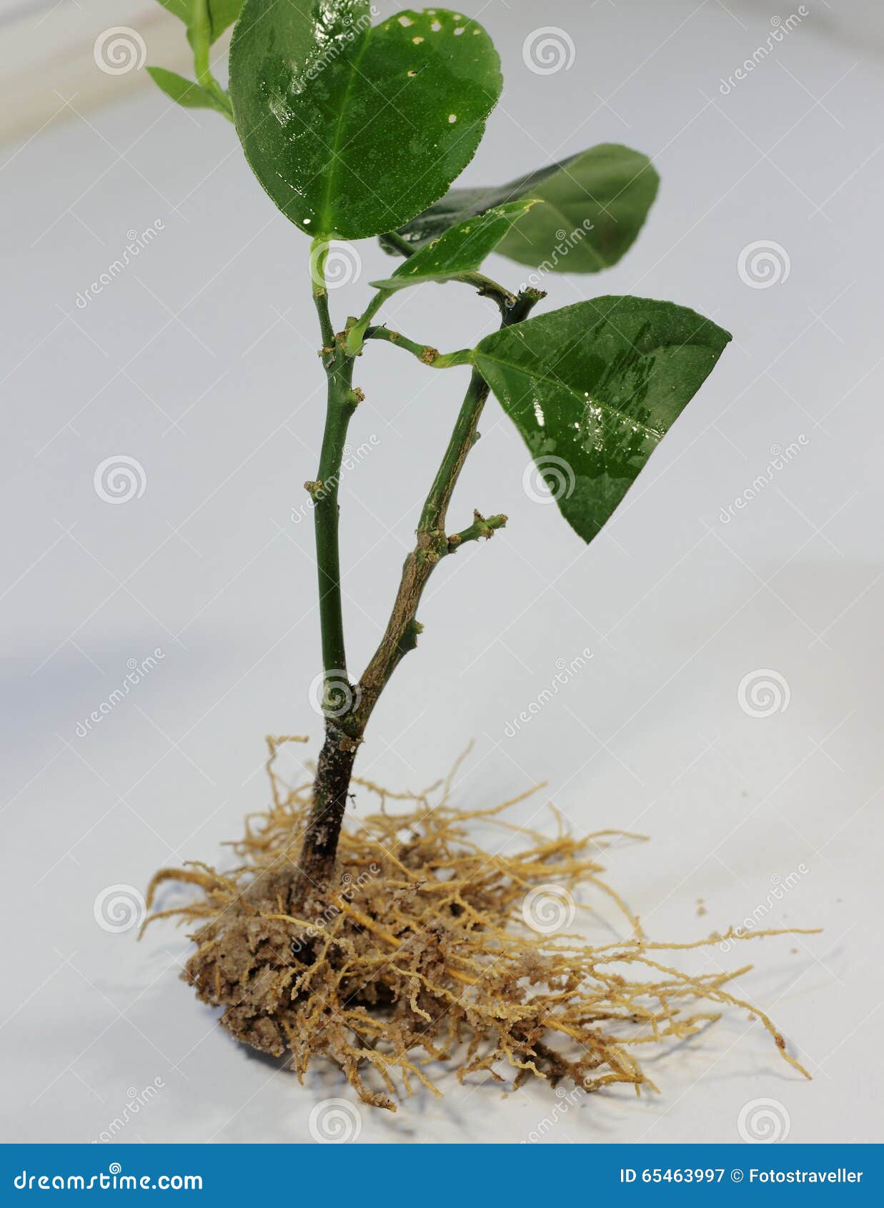 The Root System of Small Shoots Stock Image - Image of small, plant ...