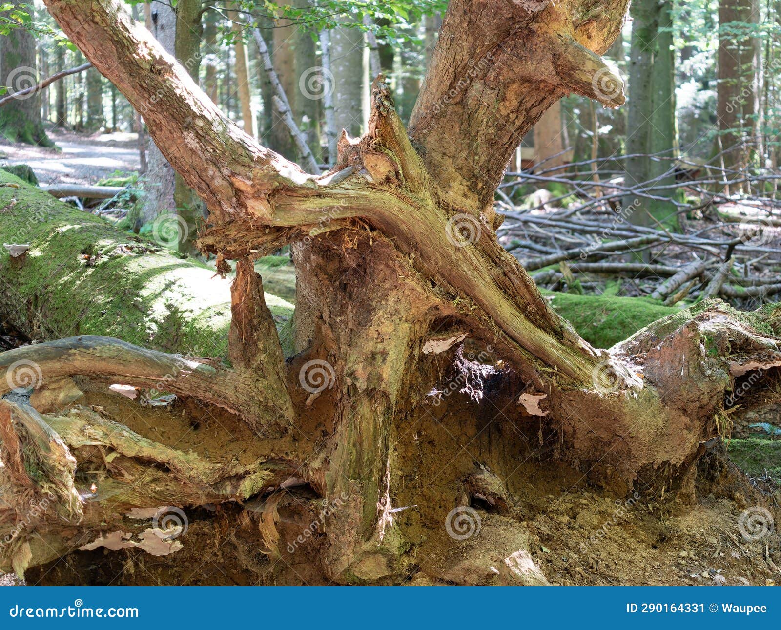 Root System with Soil of a Tree that Fell Due To a Storm, Bavarian ...