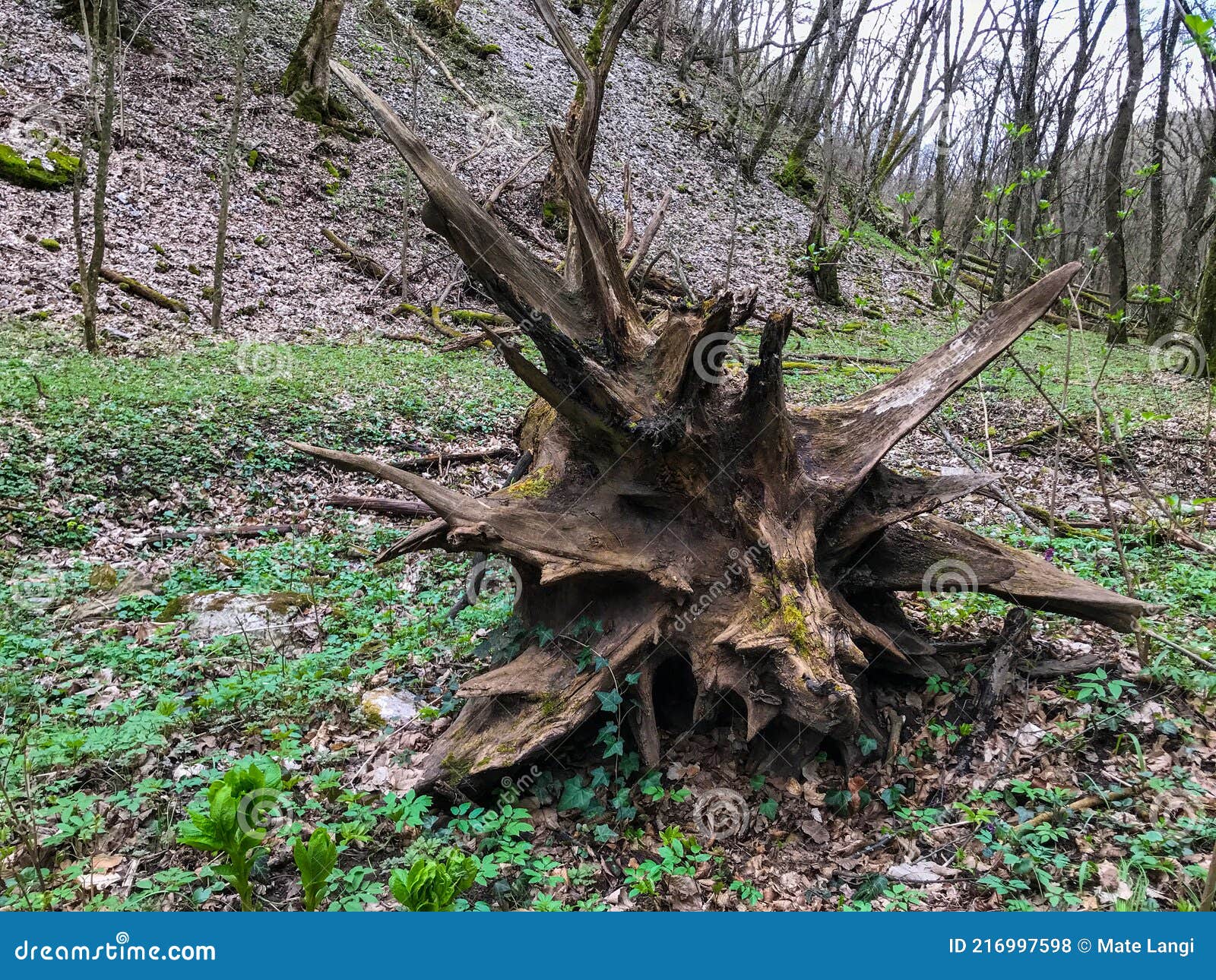 Felled Tree Lying in the Forest Stock Photo - Image of coniferous ...