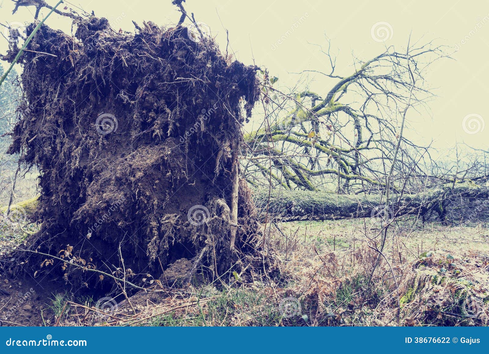 The Root System And Trunk Of A Huge Banyan Tree In Key West Florida Usa ...