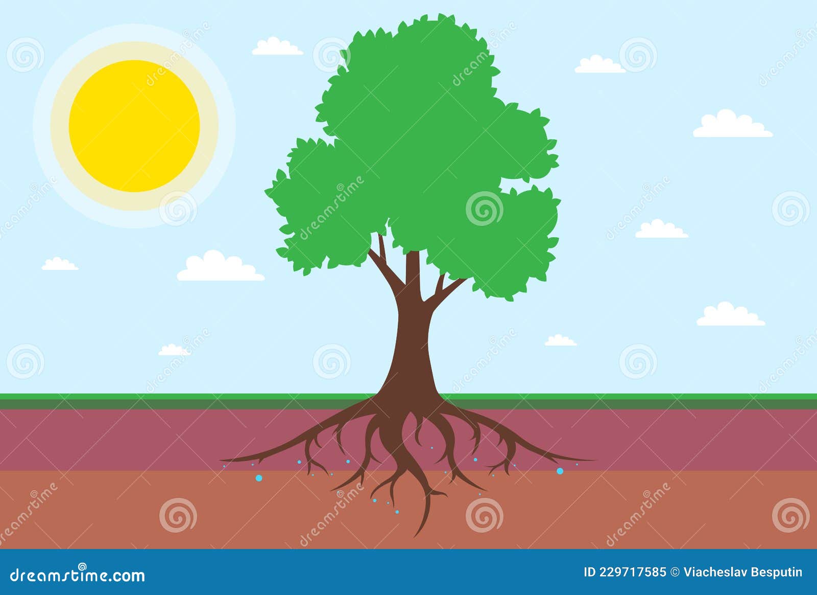 Root System of a Tree with Leaves. Dividing the Soil into a Layer Stock ...