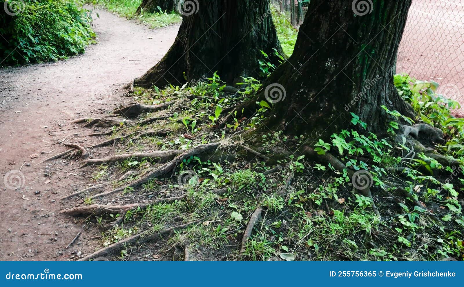 Root System of the Tree Sprouts into the Ground Trunk Green Moss Leaves ...