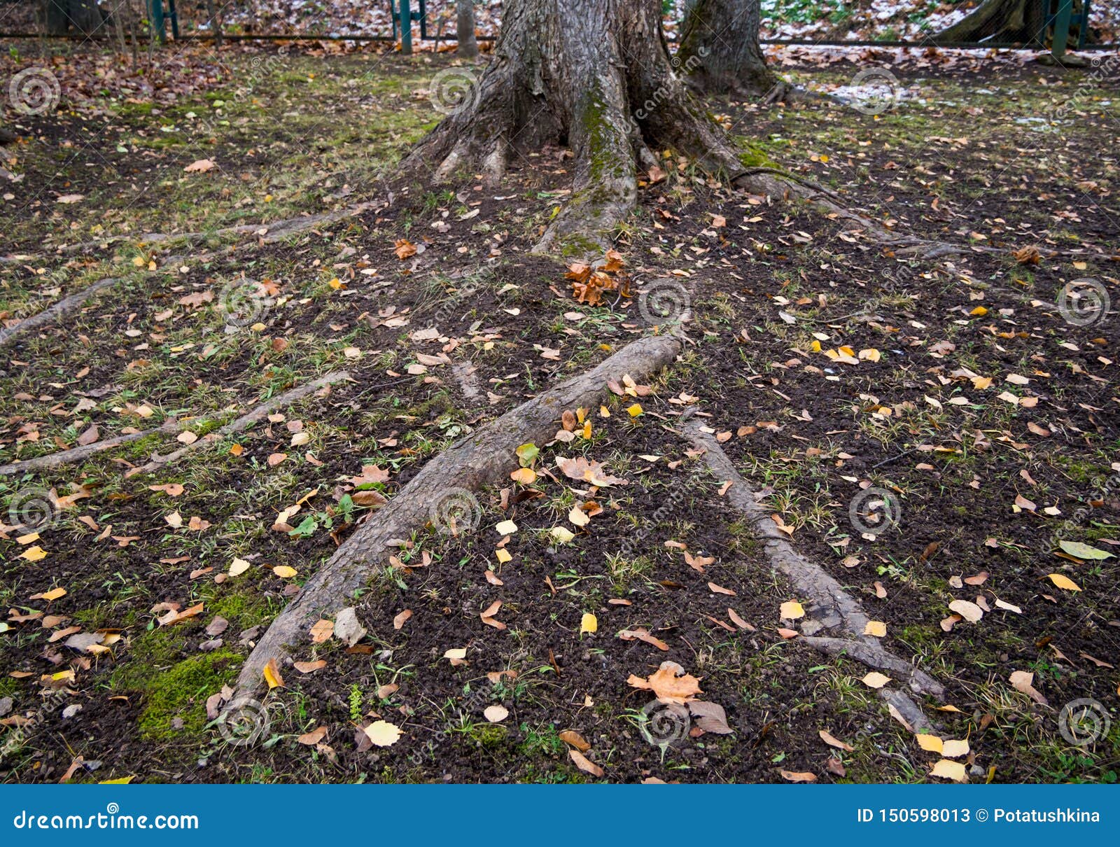 The Root System of a Tree Sticking Out of the Ground Stock Image ...