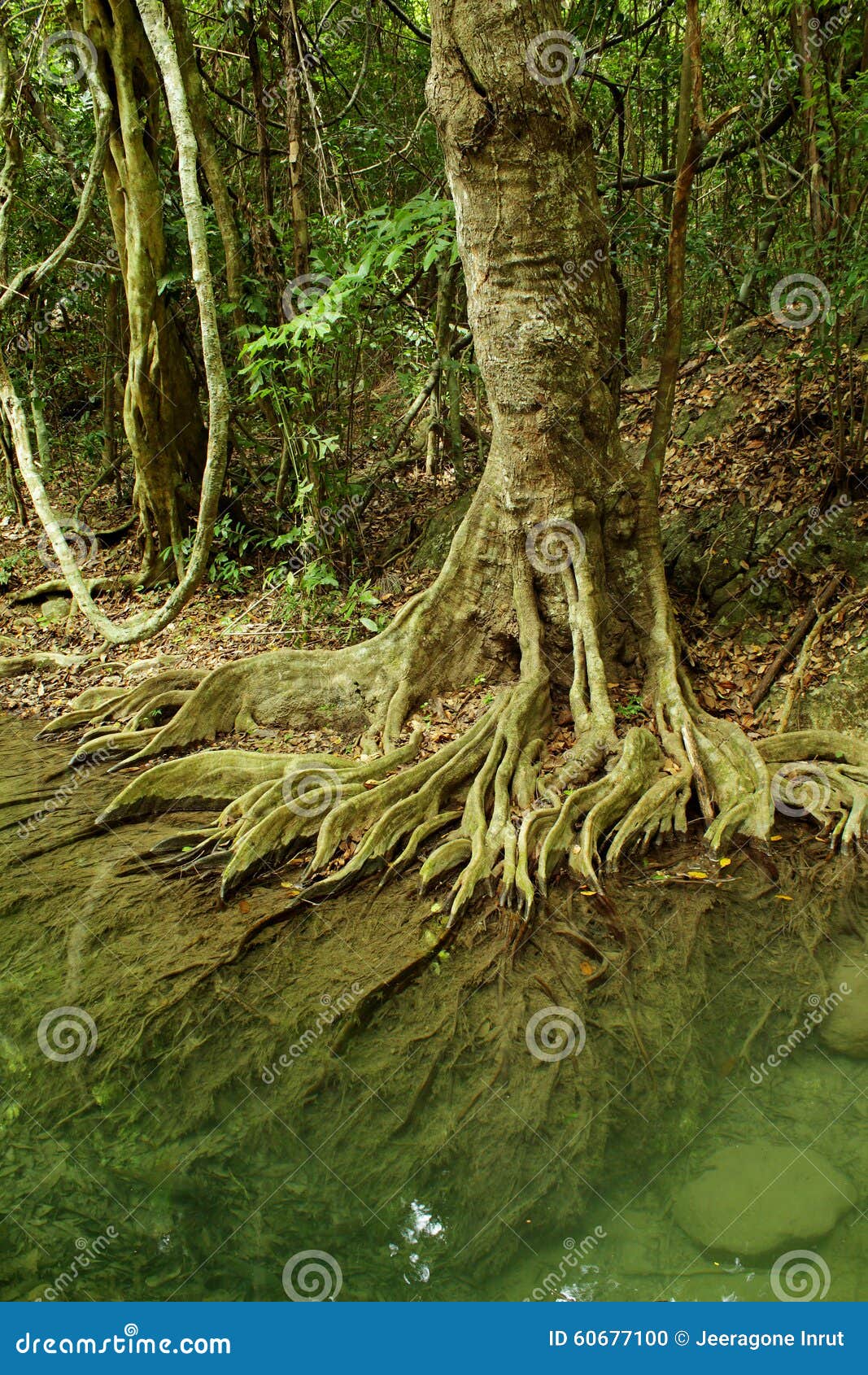 Root System of a Tree in Tropical Forest Stock Photo - Image of green ...