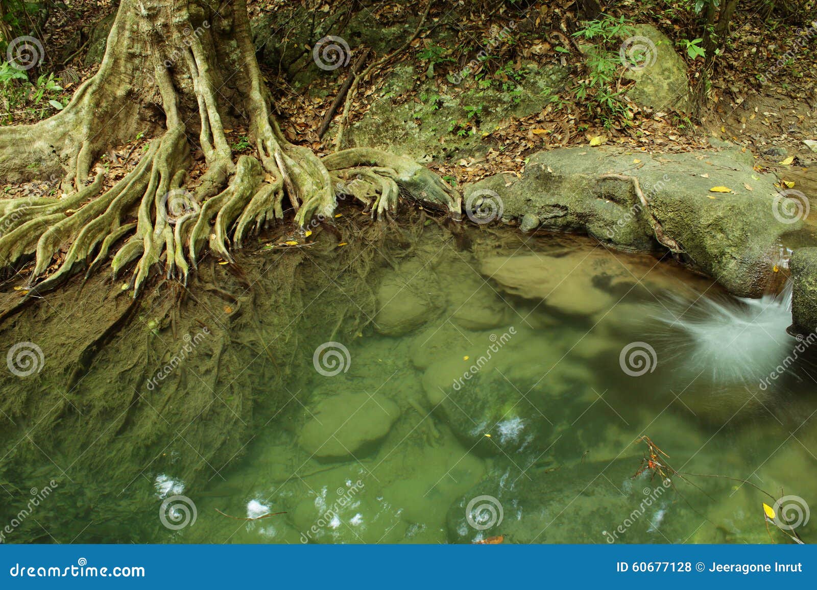 Root System of a Tree in Tropical Forest Stock Photo - Image of water ...