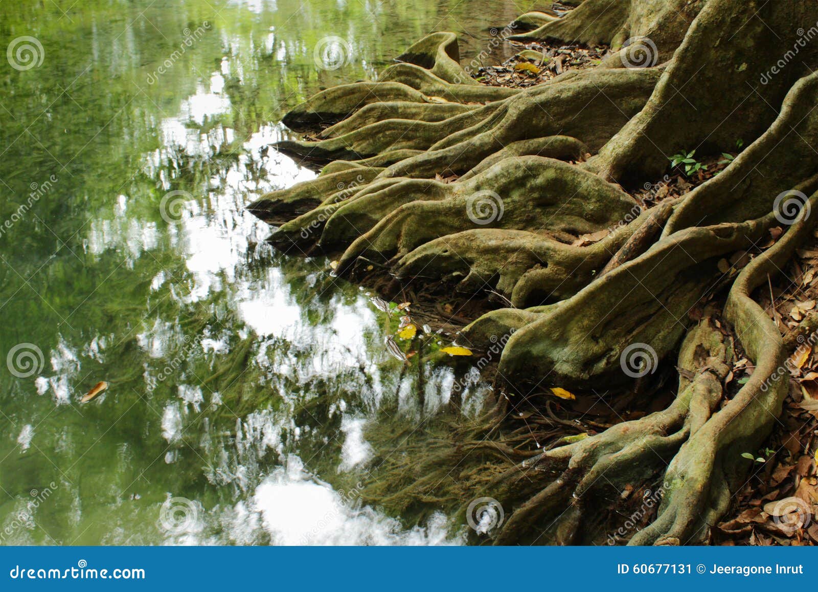 Root System of a Tree in Tropical Forest Stock Image - Image of natural ...