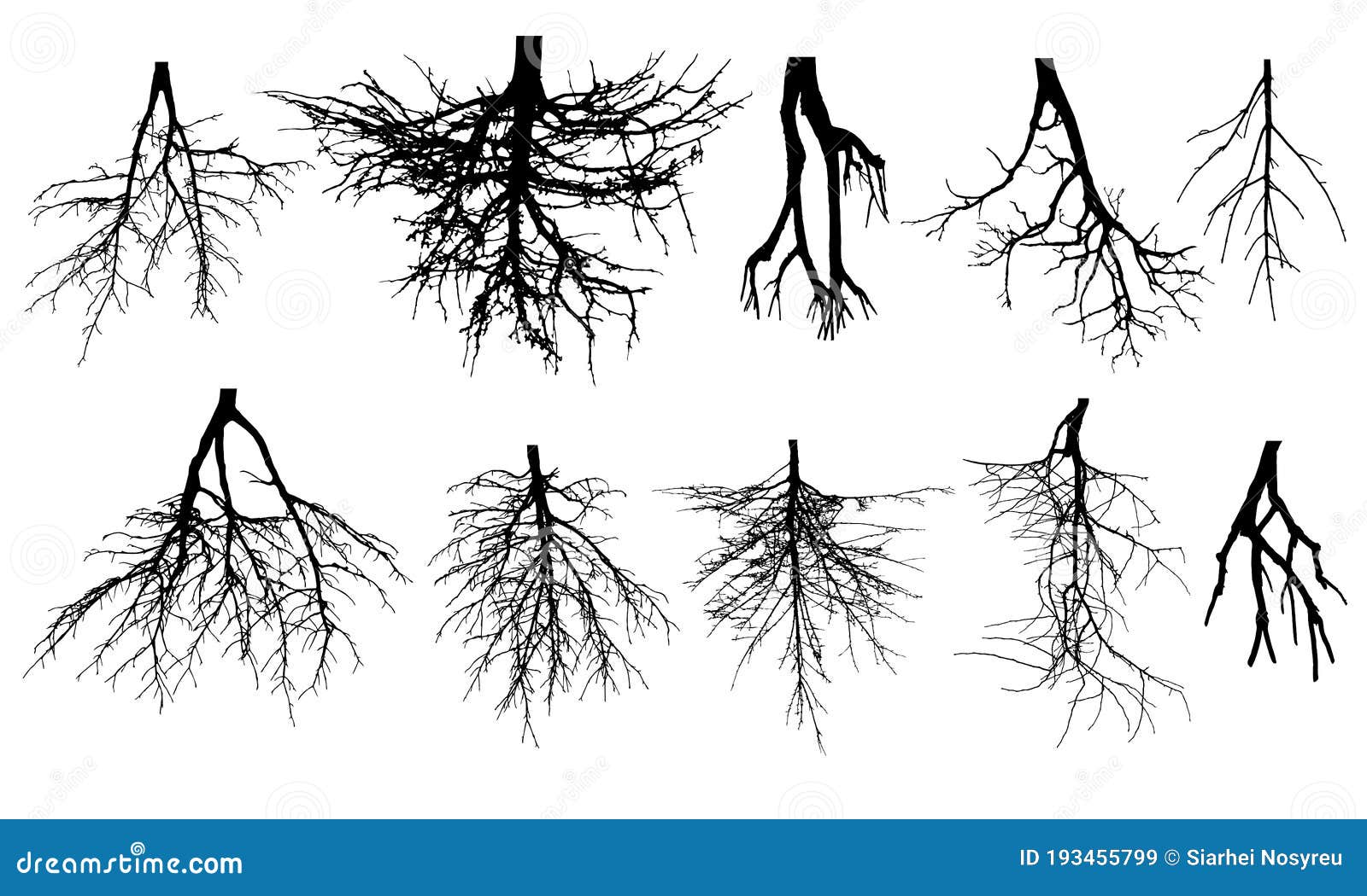 Root System of Trees. Set of Rootage Stock Vector - Illustration of ...