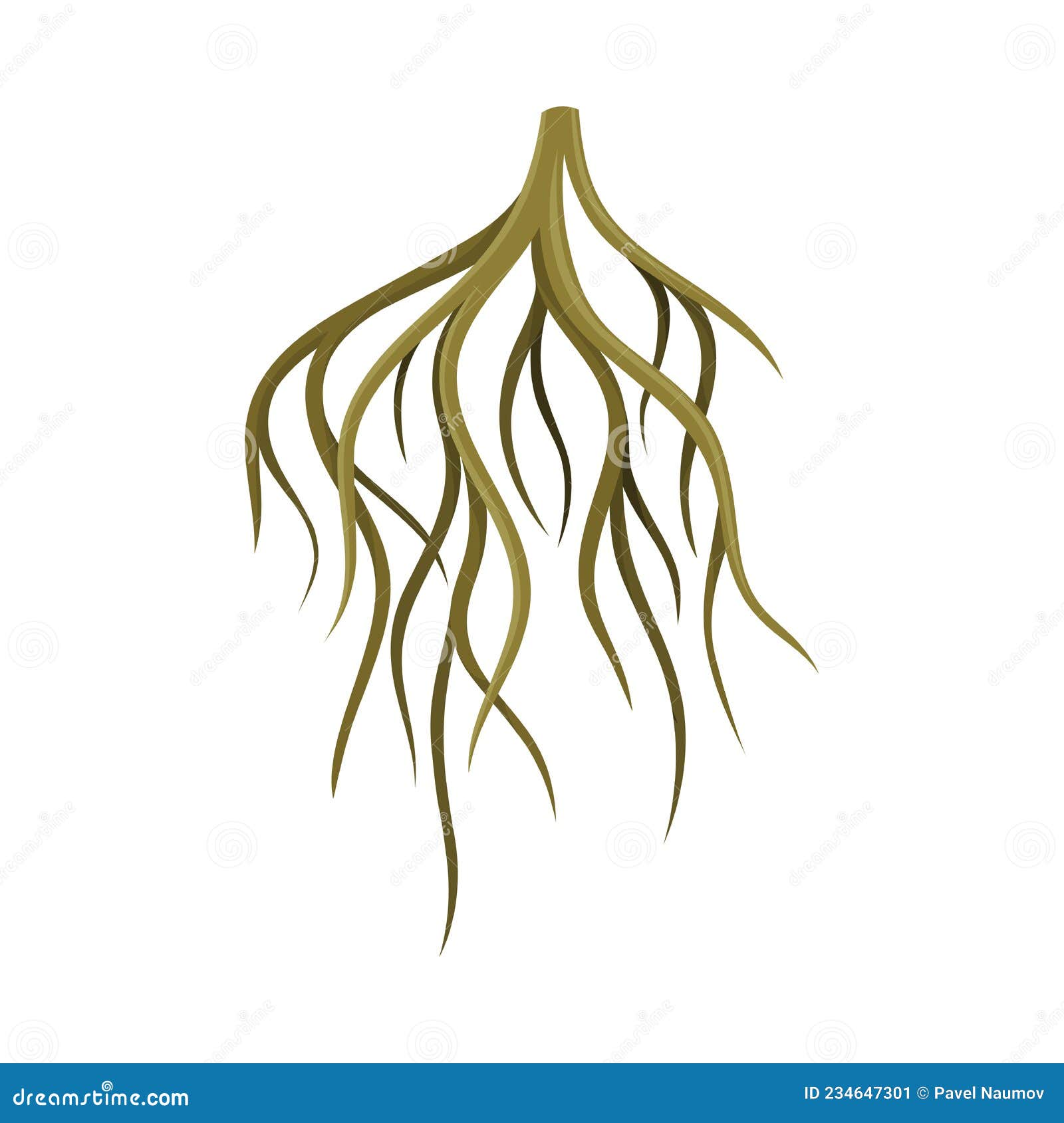 Root System, Underground Stem, Rootstalk. Botany or Dendrology Design ...