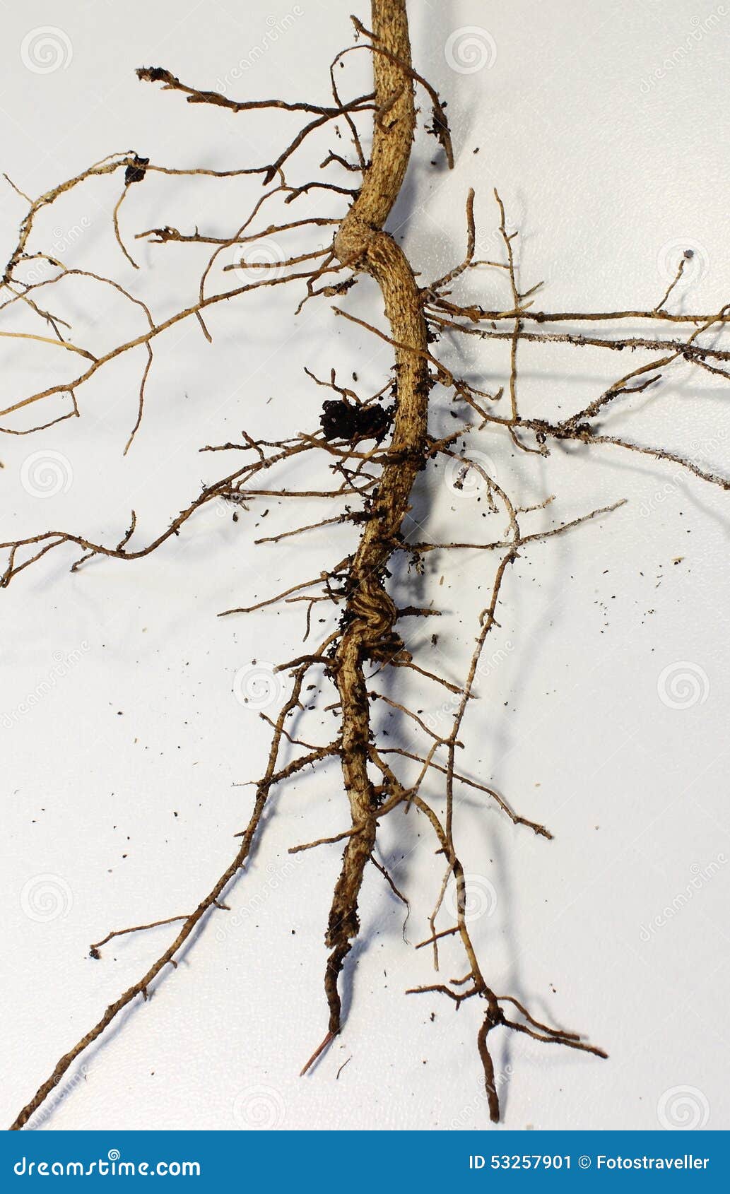 The Root System And Trunk Of A Huge Banyan Tree In Key West Florida Usa ...