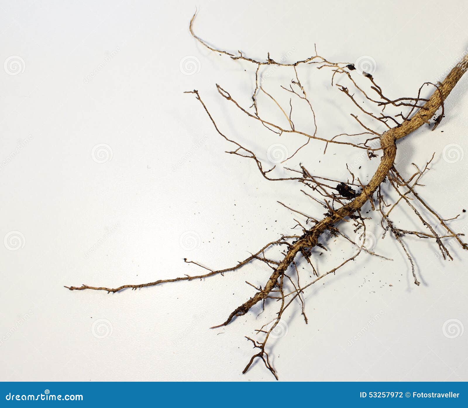 Root System on a White Background Stock Photo - Image of grow, ground ...