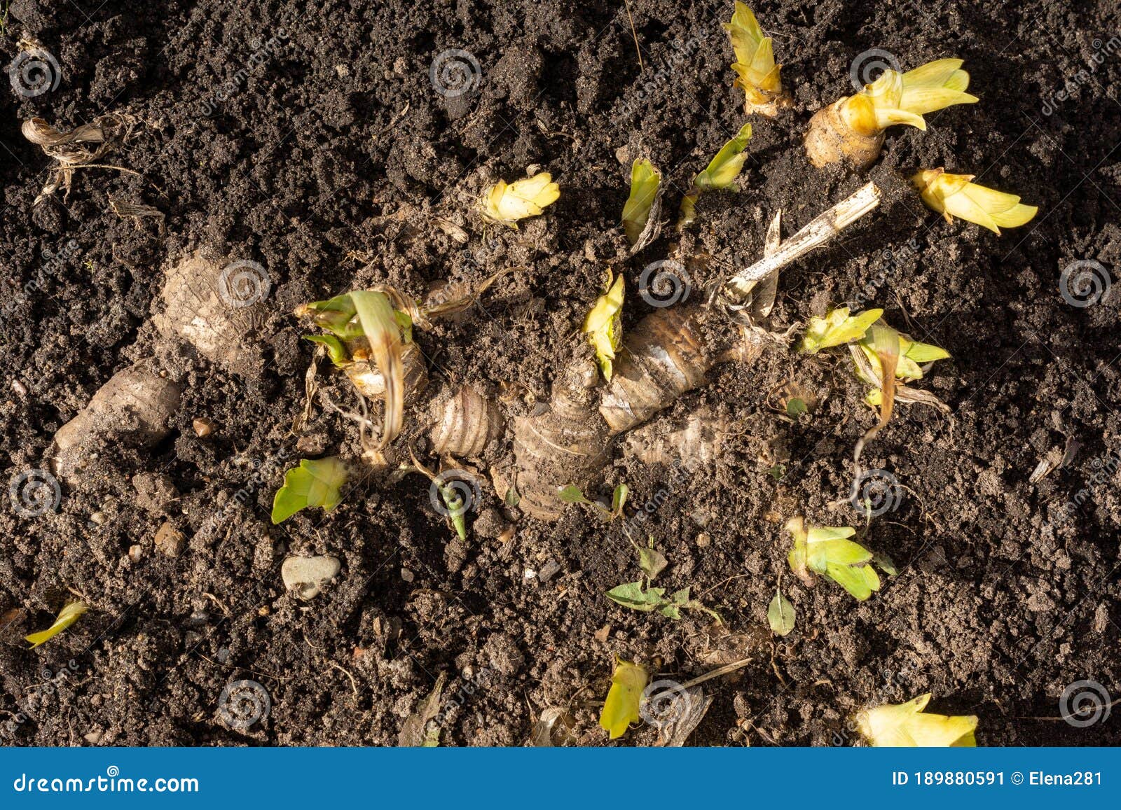 The Root System and Young Sprouts of Irises in the Garden Stock Image ...