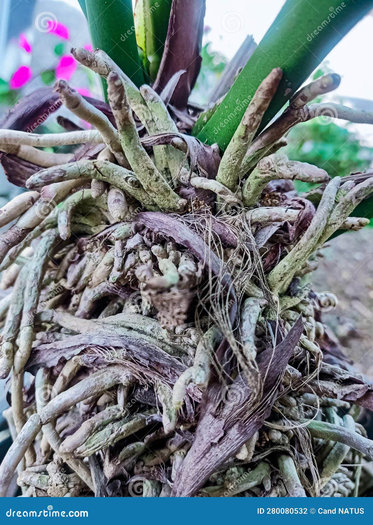 Root Texture of Antorium Flower Plant Stock Photo - Image of texture ...