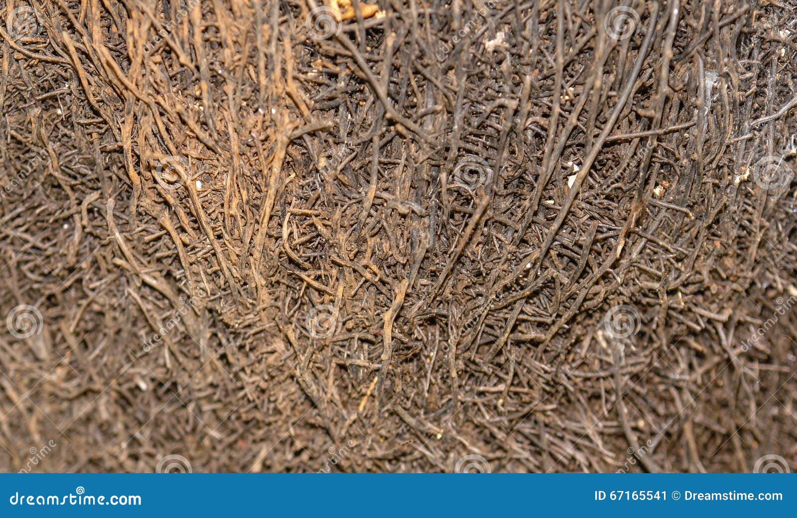 Root texture stock image. Image of vegetable, brown, surface - 67165541