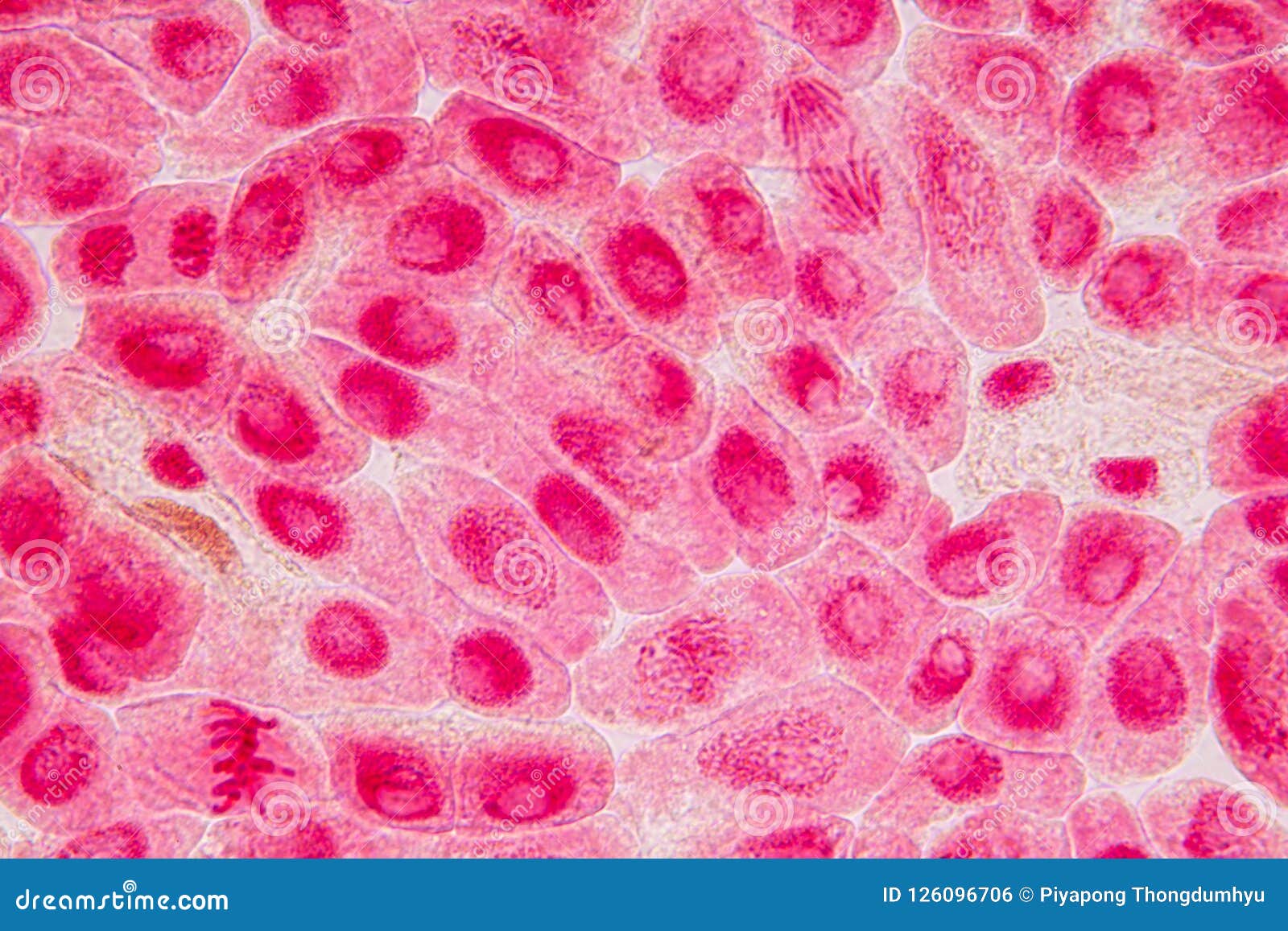 Cytokinesis Under Microscope