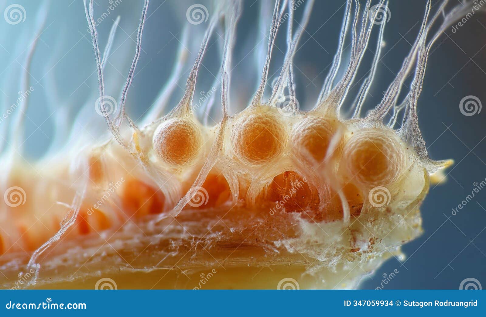 Root Tip of Onion and Mitosis Cell in the Root Tip of Onion Under a ...