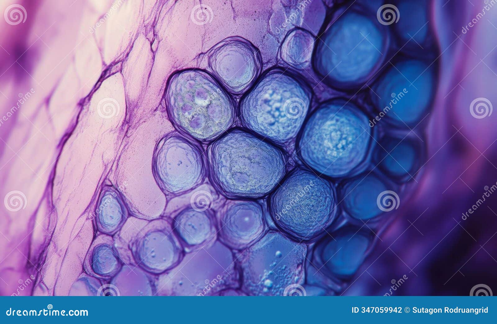 Root Tip of Onion and Mitosis Cell in the Root Tip of Onion Under a ...