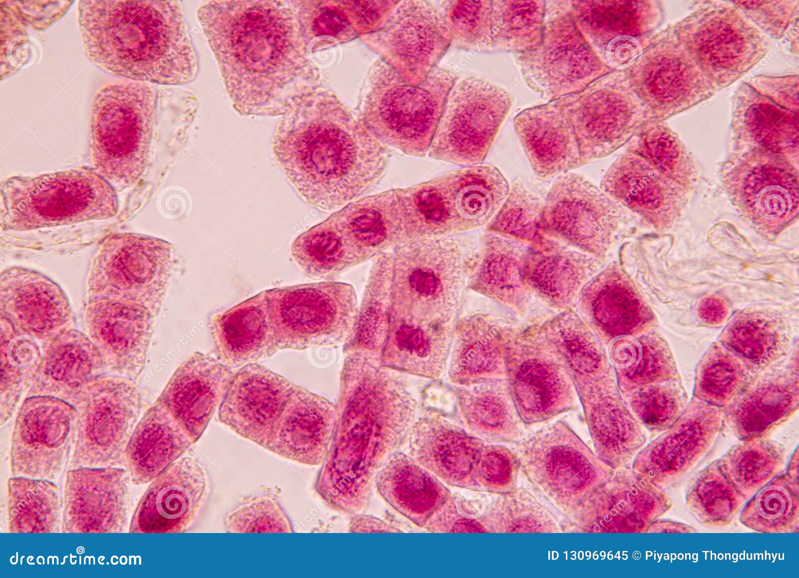 Cytokinesis Under Microscope