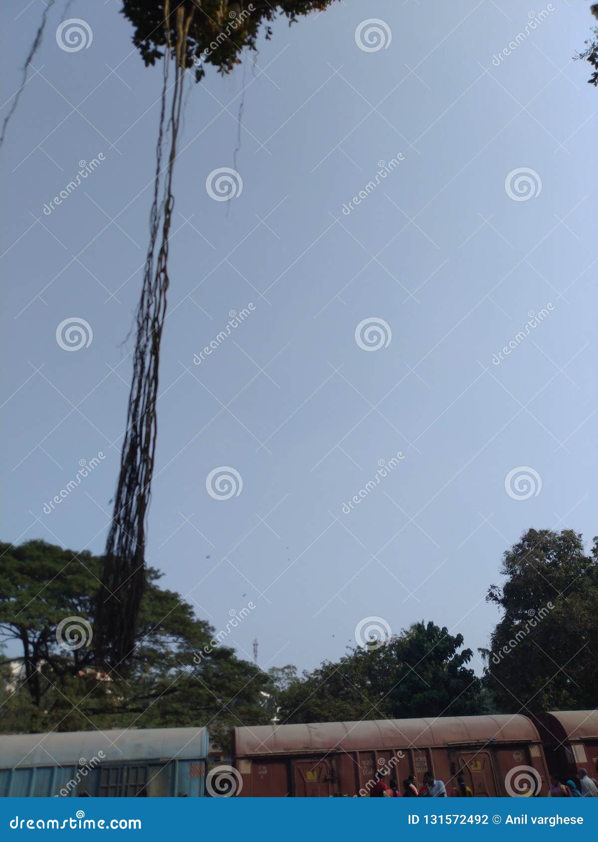 Root stock photo. Image of station, tree, railway, root - 131572492