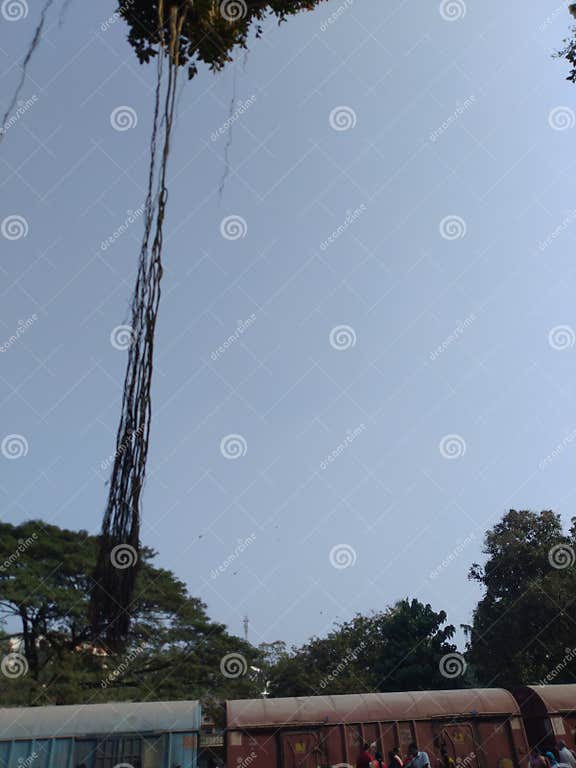 Root stock photo. Image of station, tree, railway, root - 131572492
