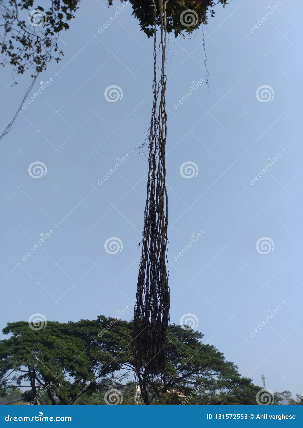 Root stock image. Image of tree, railway, station, root - 131572553
