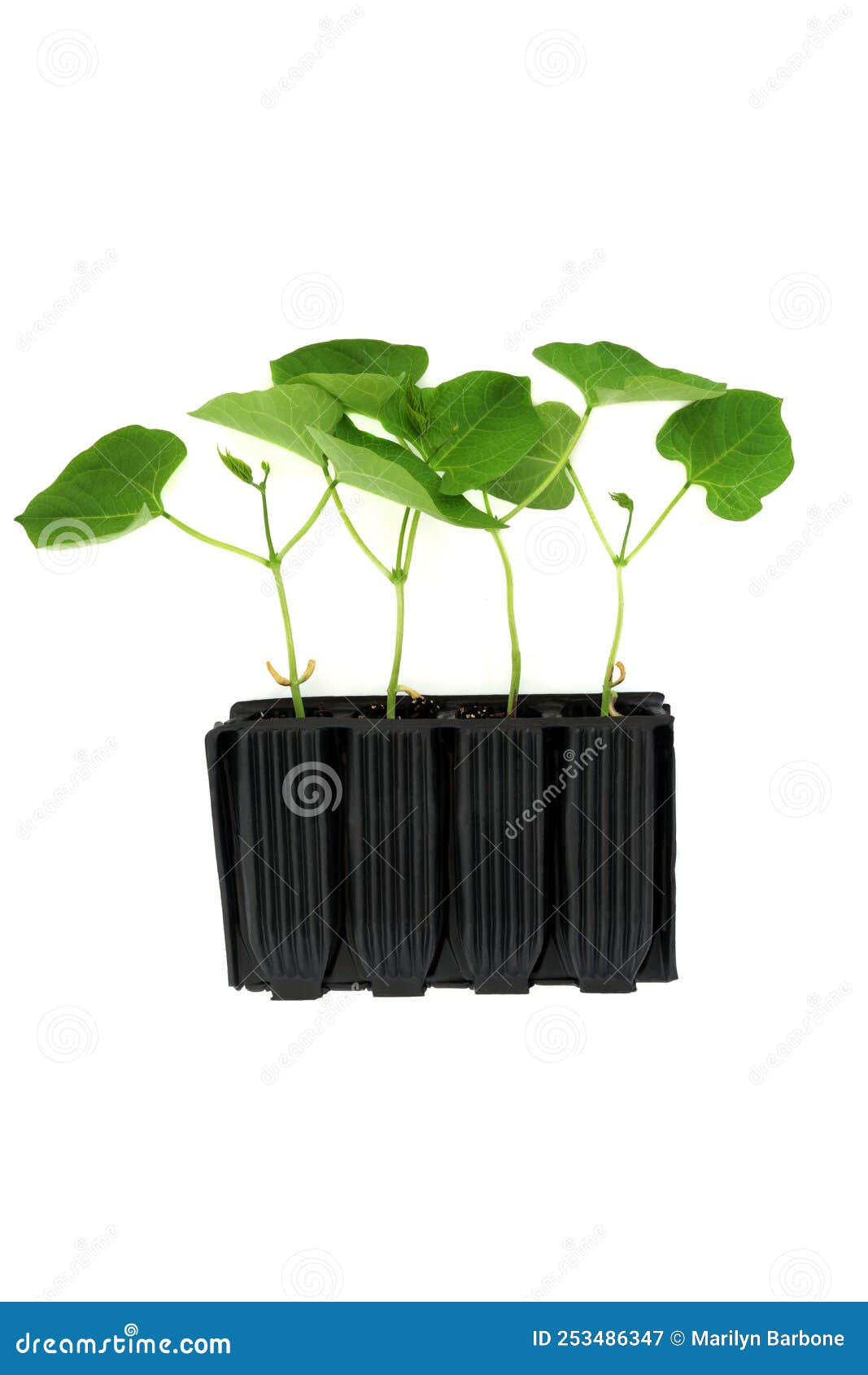 Root Trainer with Growing Runner Beans Stock Image - Image of homegrown ...