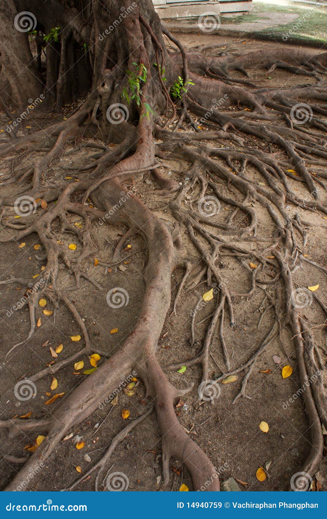Root tree stock image. Image of large, autumn, natural - 14940759