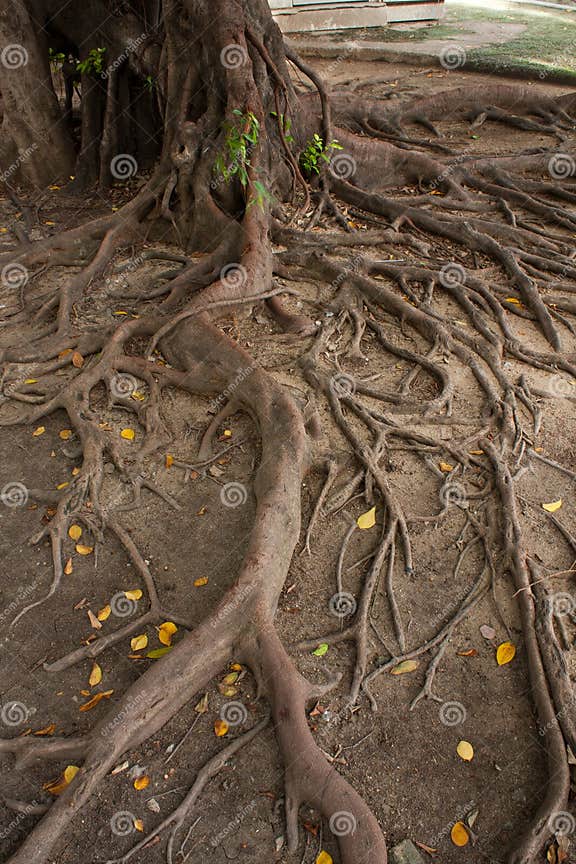 Root tree stock image. Image of large, autumn, natural - 14940759