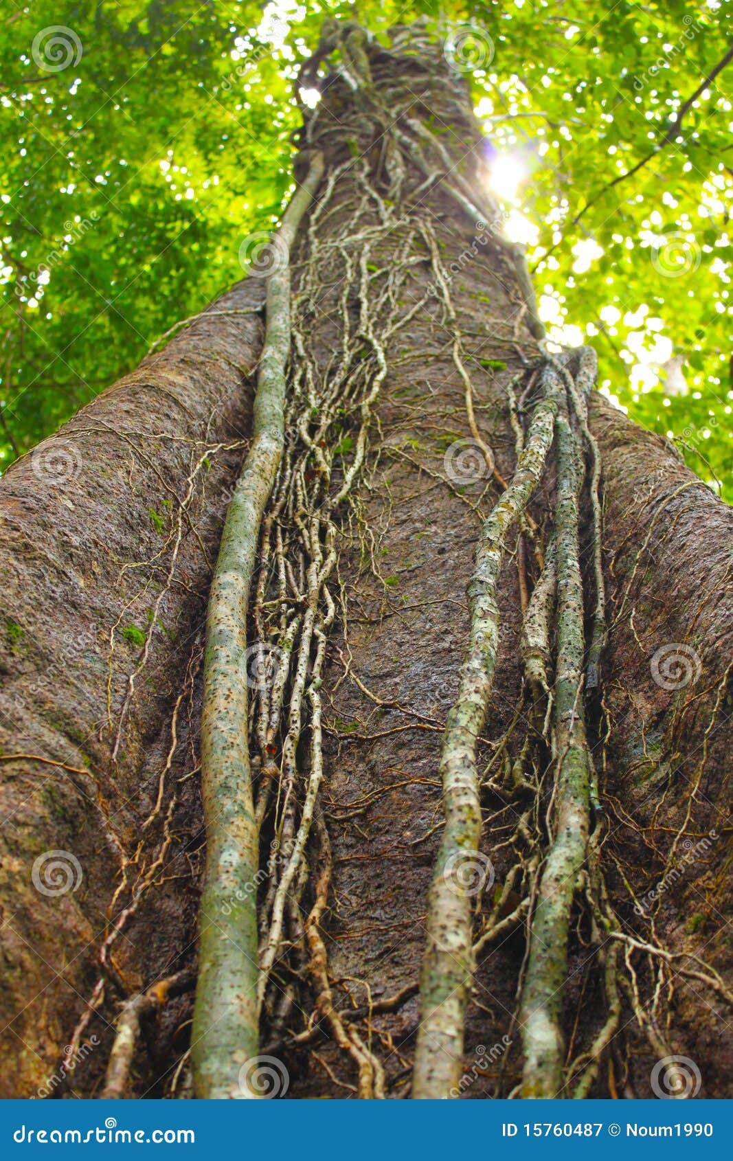 Root Tree stock image. Image of tree, nature, trunk, natural - 15760487