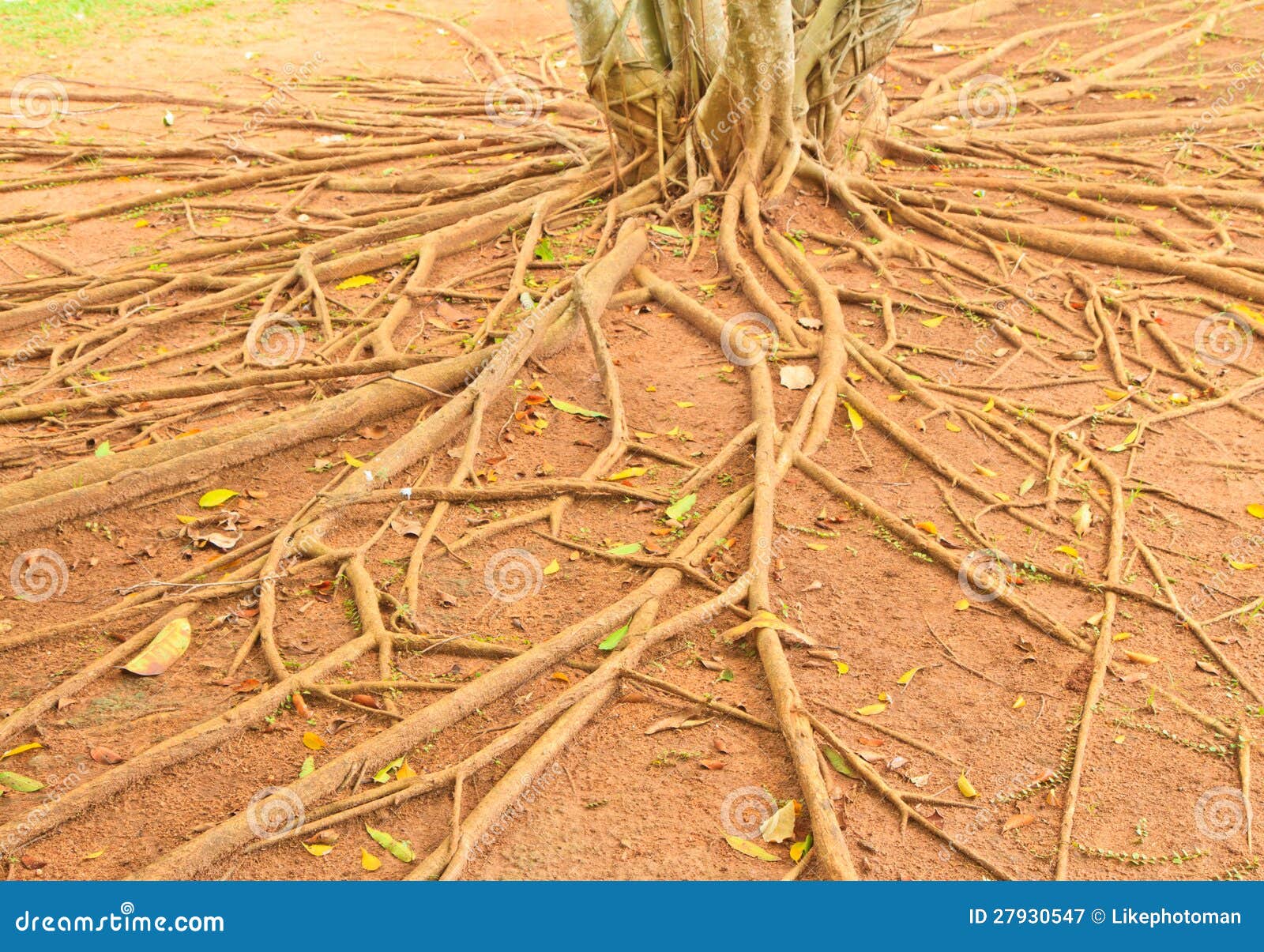 Root of tree stock image. Image of rain, design, face - 27930547