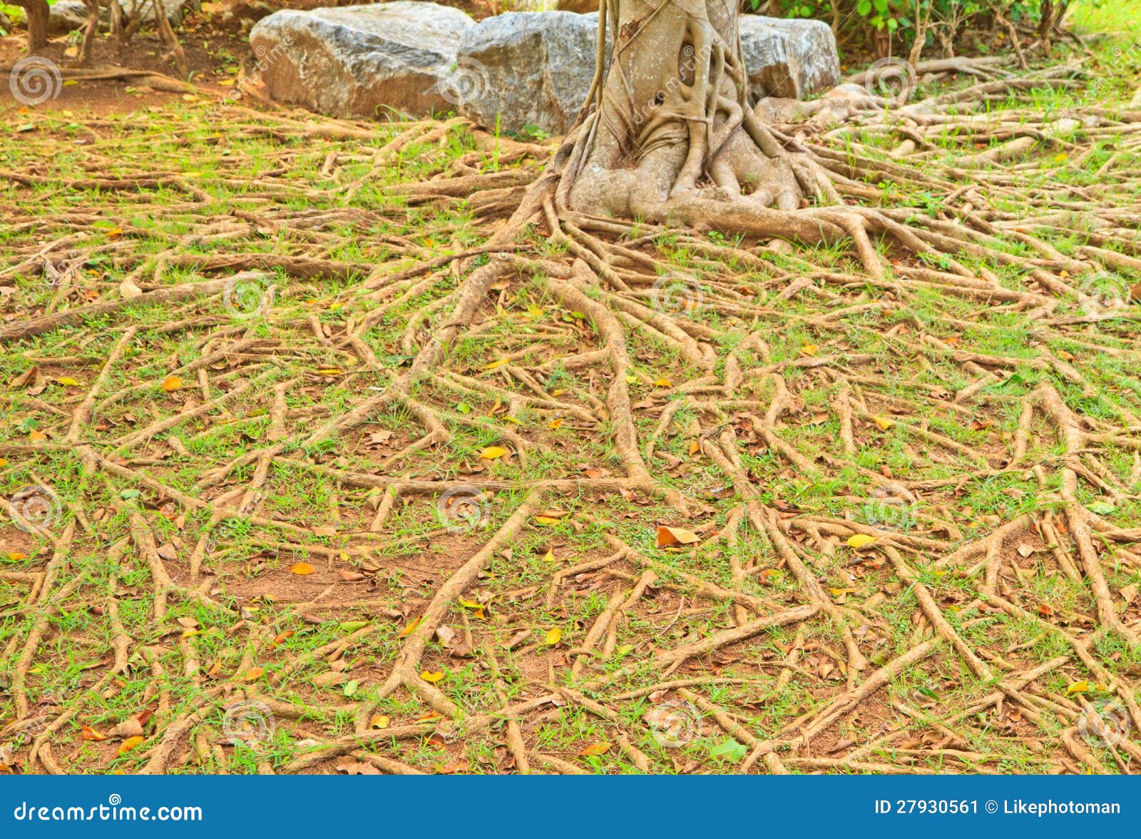 Root of tree stock image. Image of green, life, leaf - 27930561