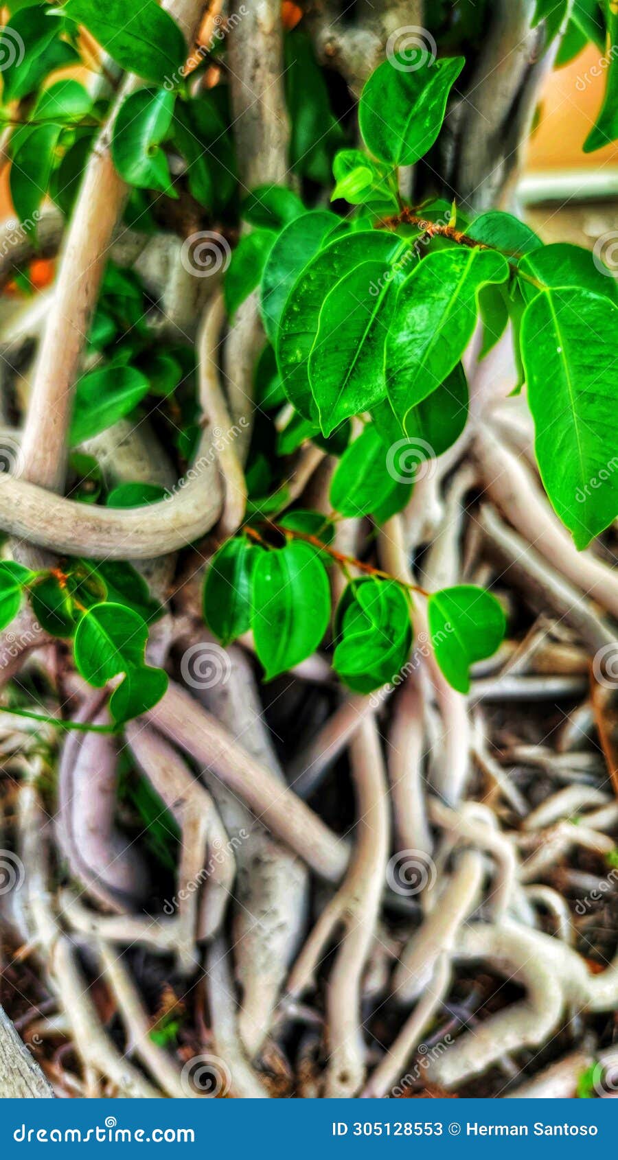Root of the tree stock image. Image of natural, root - 305128553