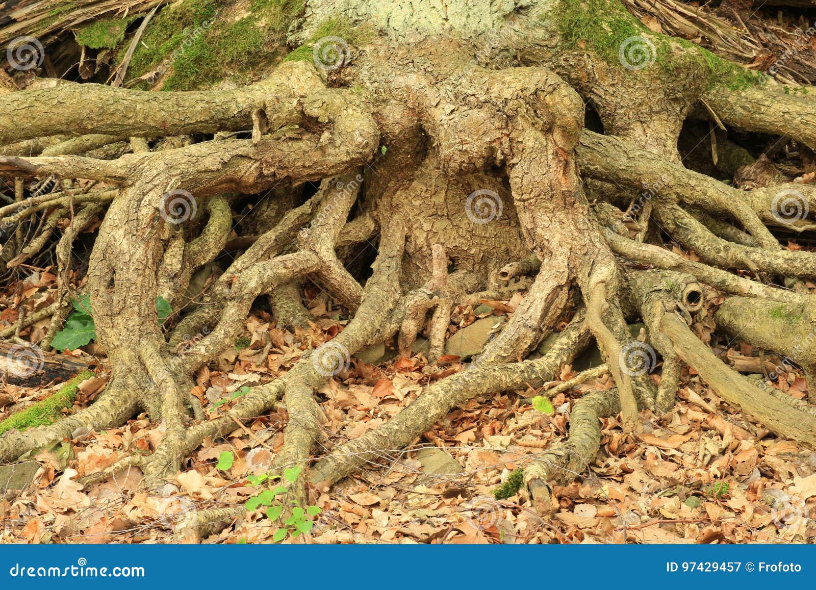 Root stock image. Image of tree, nature, botany, wooden - 97429457