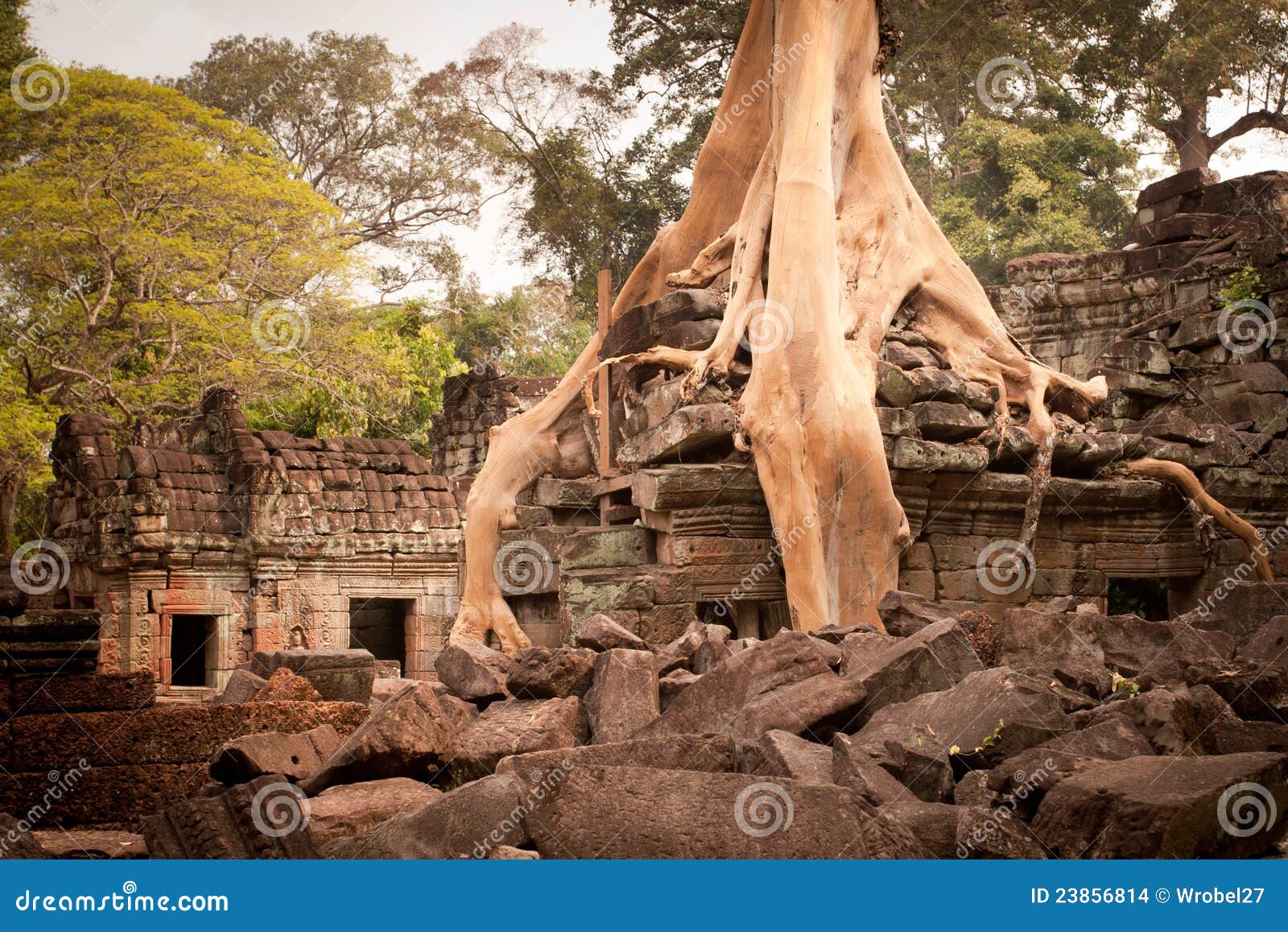 Tree In Angkor Wat, Cambodia, South East Asia. Royalty-Free Stock Image ...