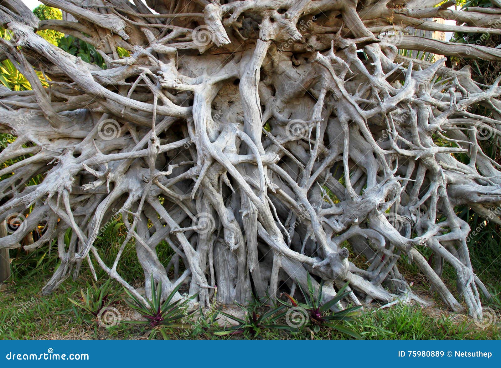 Root of tree as a fence stock image. Image of tree, decor - 75980889