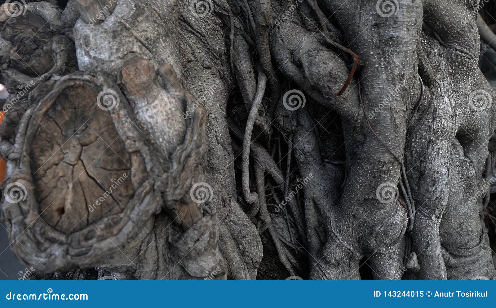 Close-up of Large Tree Roots Stock Image - Image of tree, ancient ...