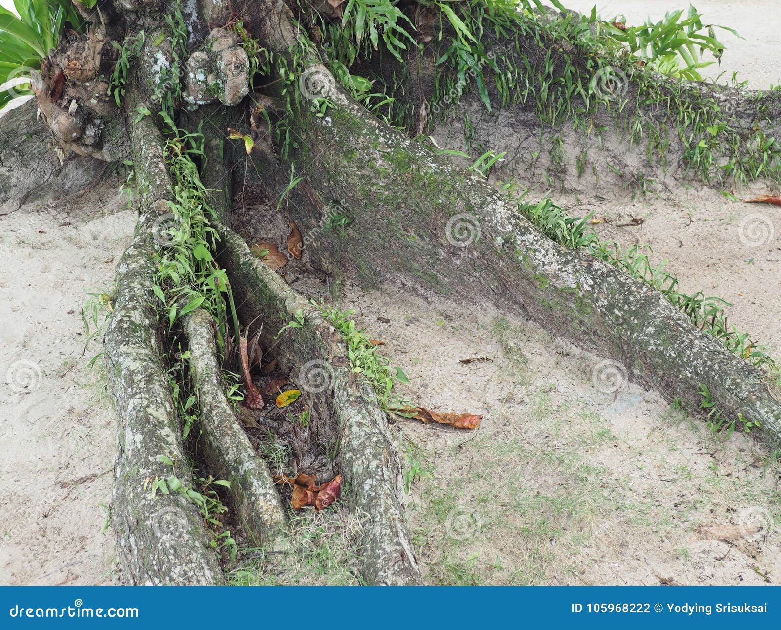 Root tree on beach stock photo. Image of earth, plant - 105968222