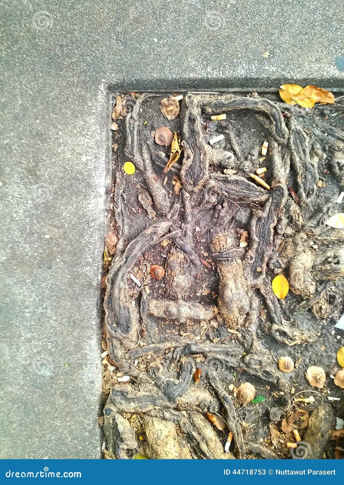 Root tree and border stock image. Image of anfd, footpath - 44718753