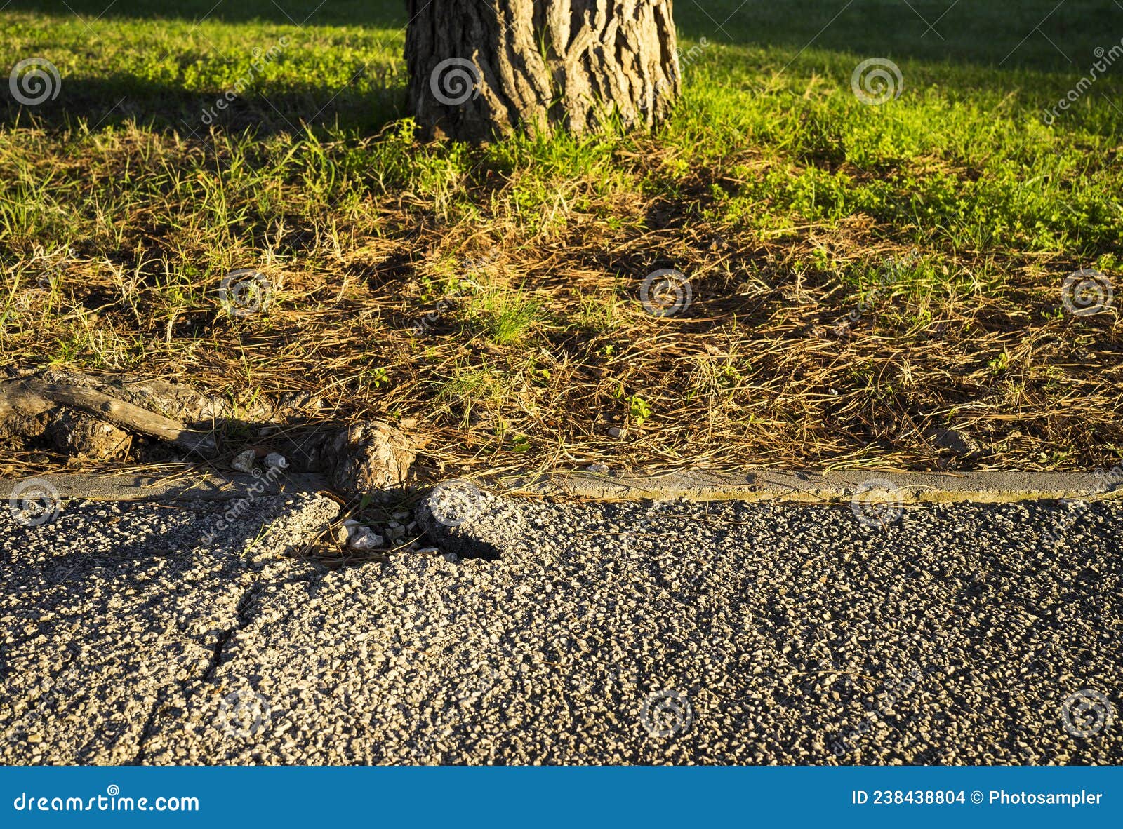 Root from a Tree is Breaking the Asphalt Stock Photo - Image of ...