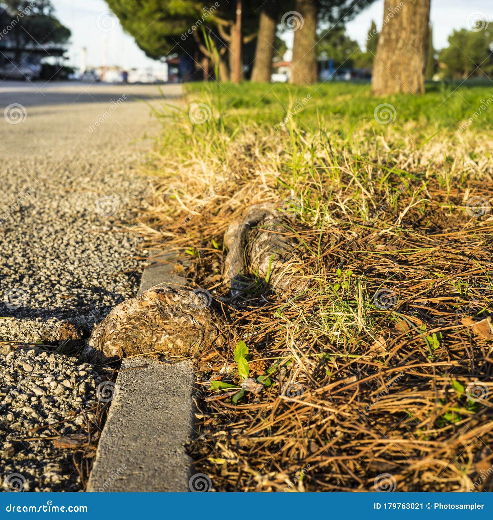 Root from a Tree is Breaking the Asphalt Stock Image - Image of ...