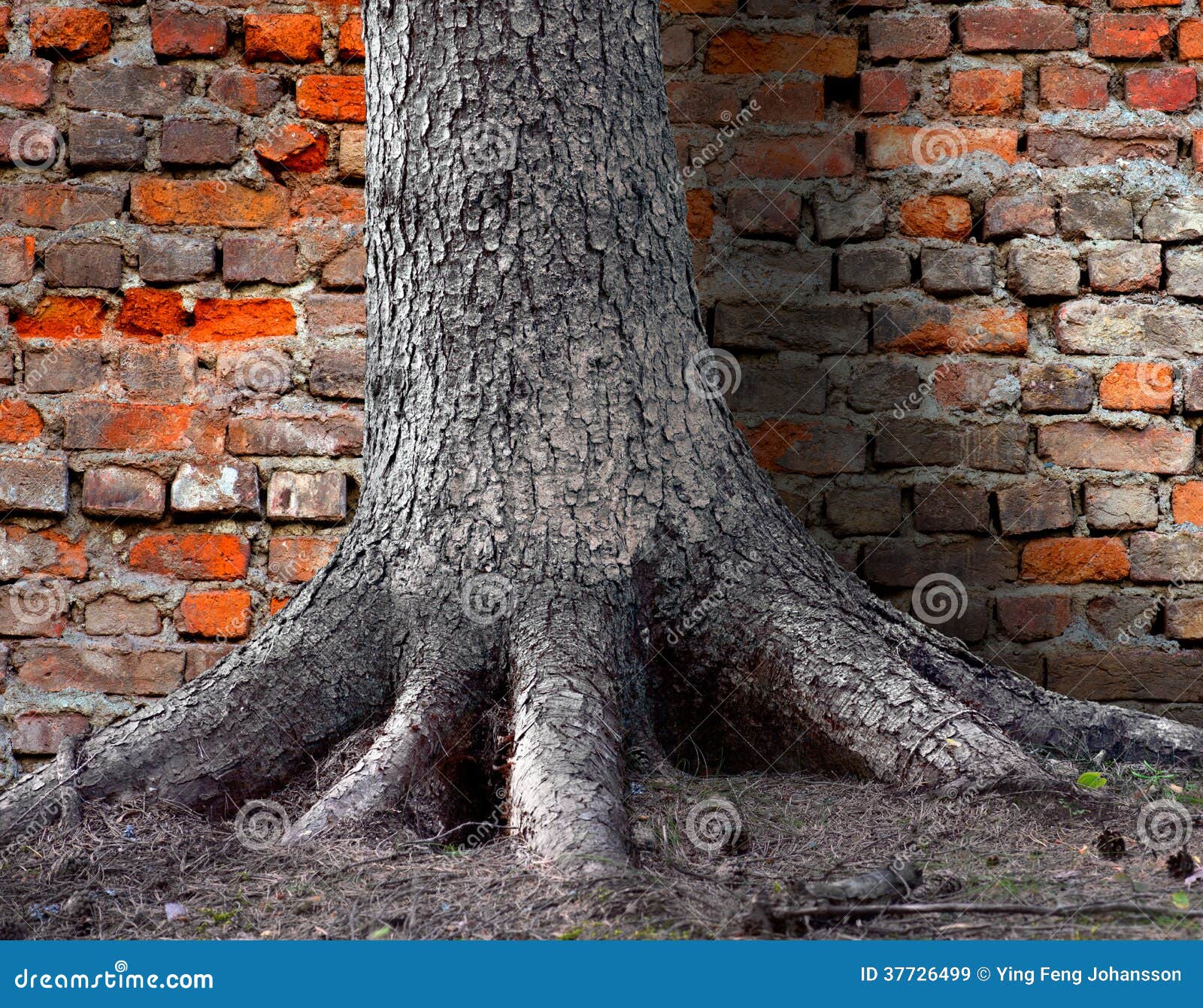 Root of tree by brick wall stock image. Image of coniferous - 37726499