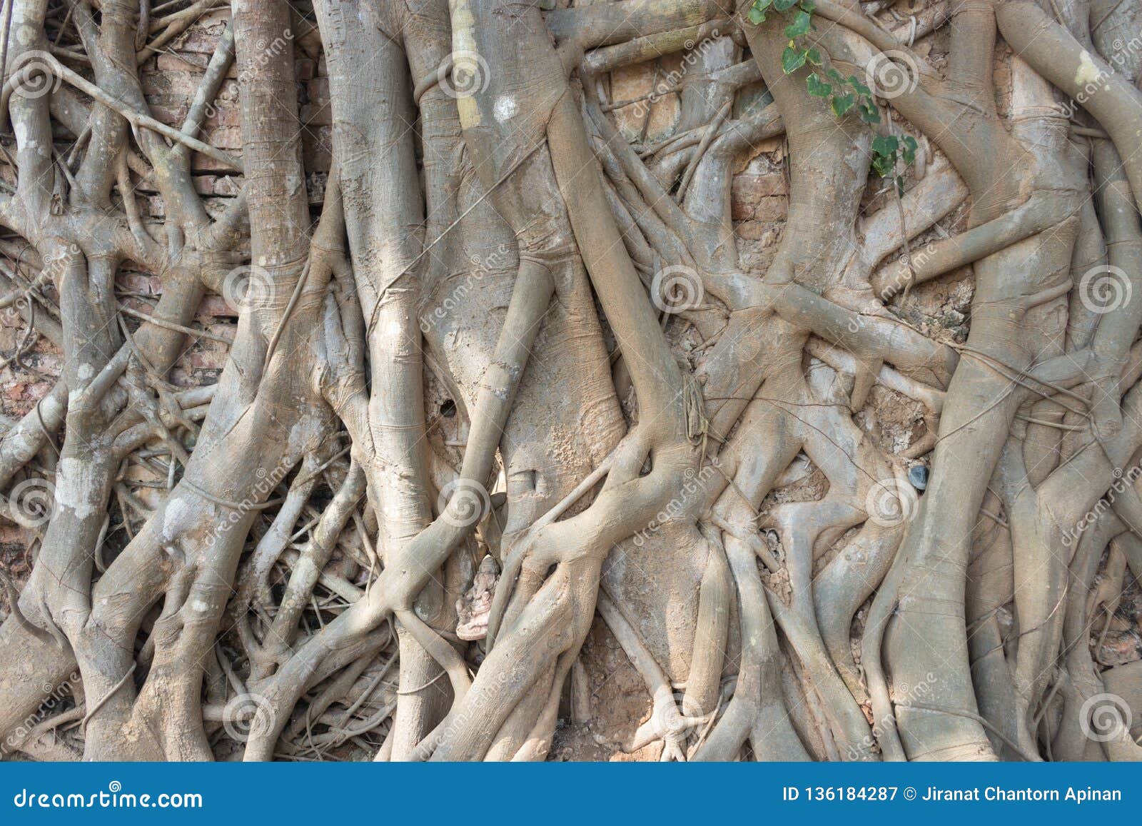Root of Tree are Diffuse on the Surface of Red Brick Wall Stock Image ...