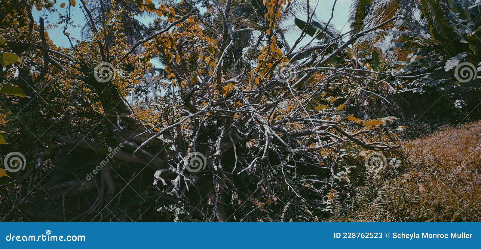 Root of tree fall stock image. Image of preset, sunlight - 228762523