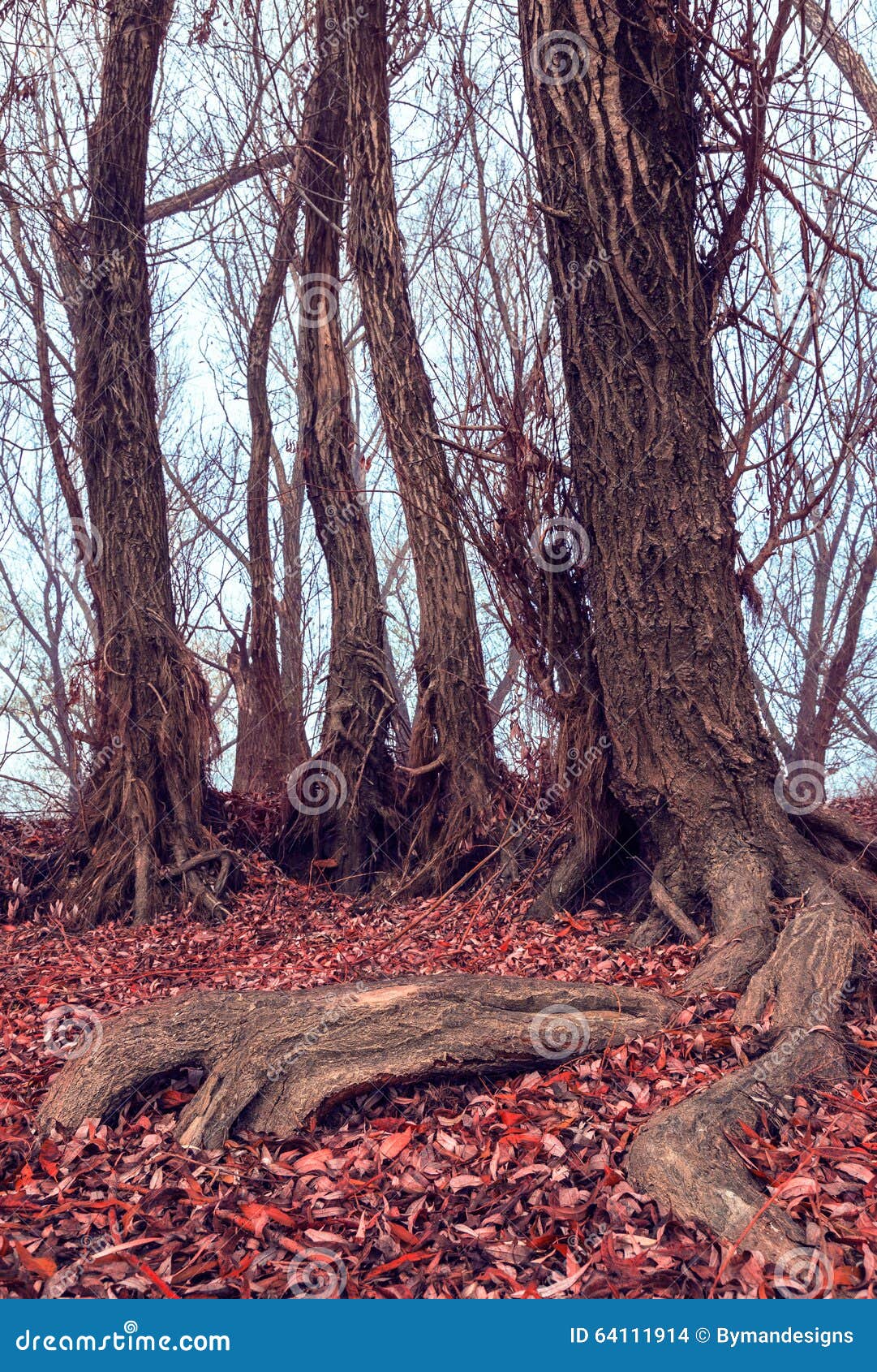 Root tree with fall leaves stock photo. Image of autumnal - 64111914