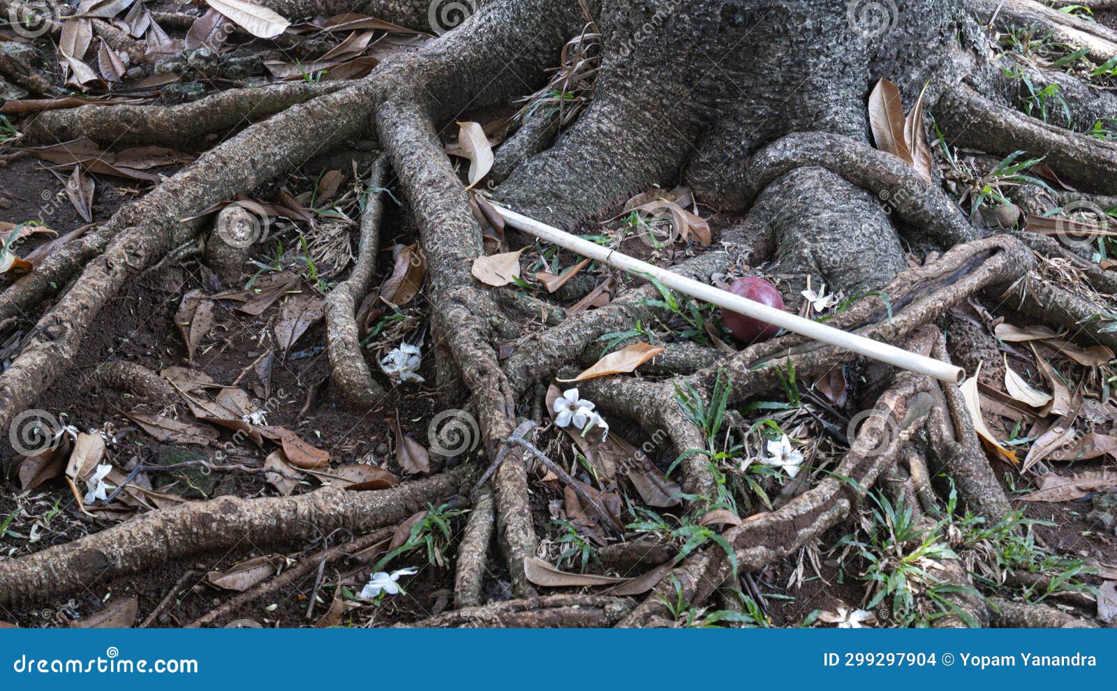 A Root of Tree with Flowers Around it Stock Photo - Image of concept ...